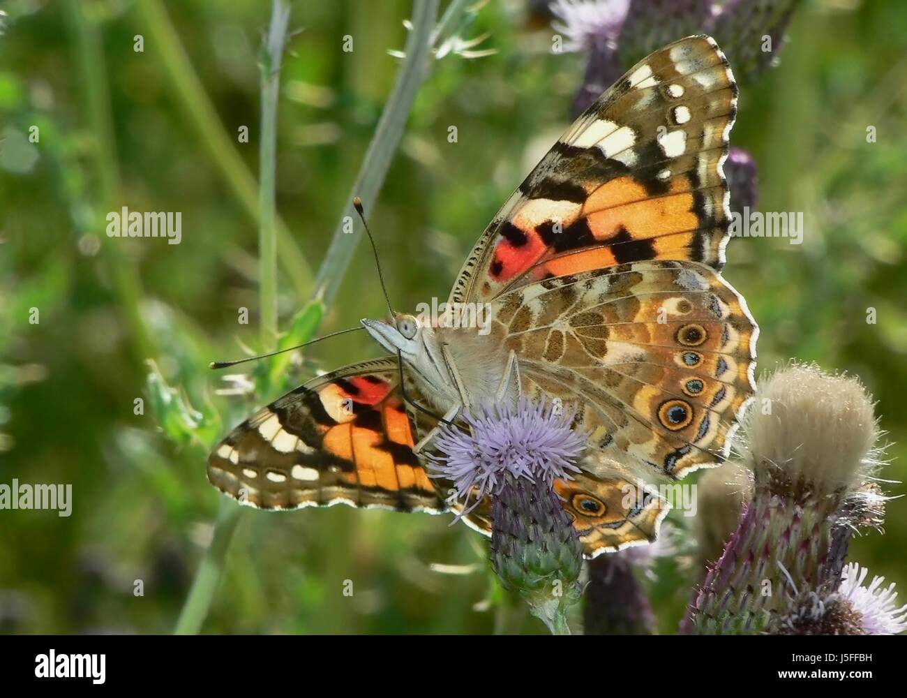 butterfly summer summerly moth thistle colour colors colours nature ...