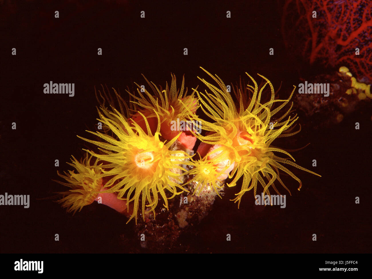 fish salt water water dive arabia tube plankton deep sea orange ...