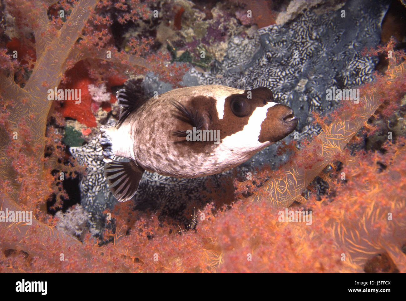 puffer fish in soft coral Stock Photo - Alamy