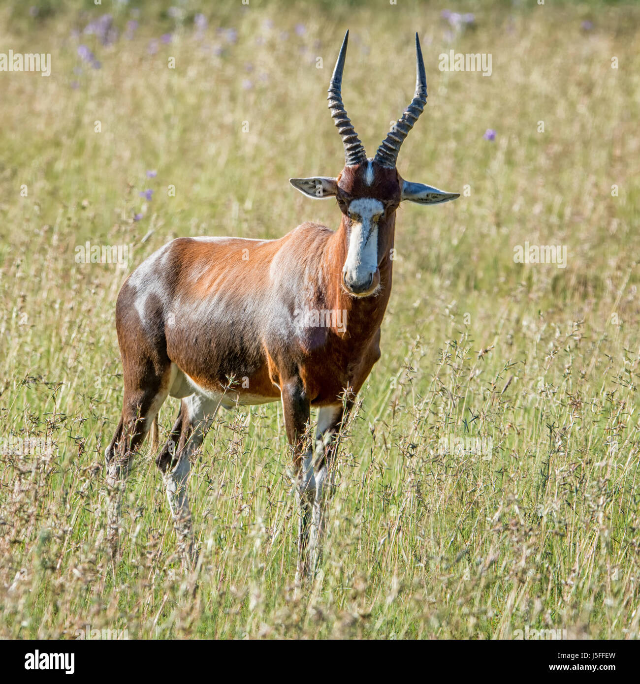 Bontebok Vs Blesbok