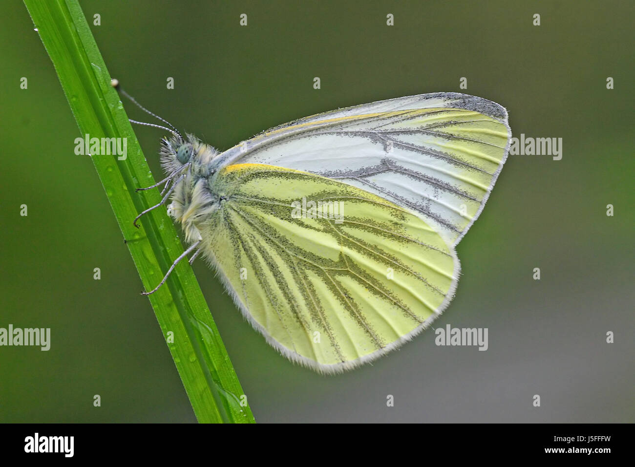 green core weiling Stock Photo - Alamy
