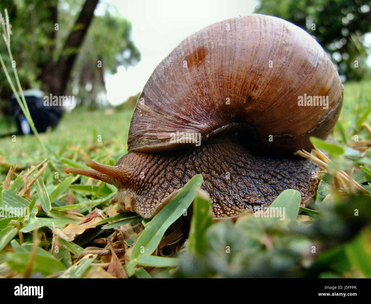 Weichtierarten hi-res stock photography and images - Alamy