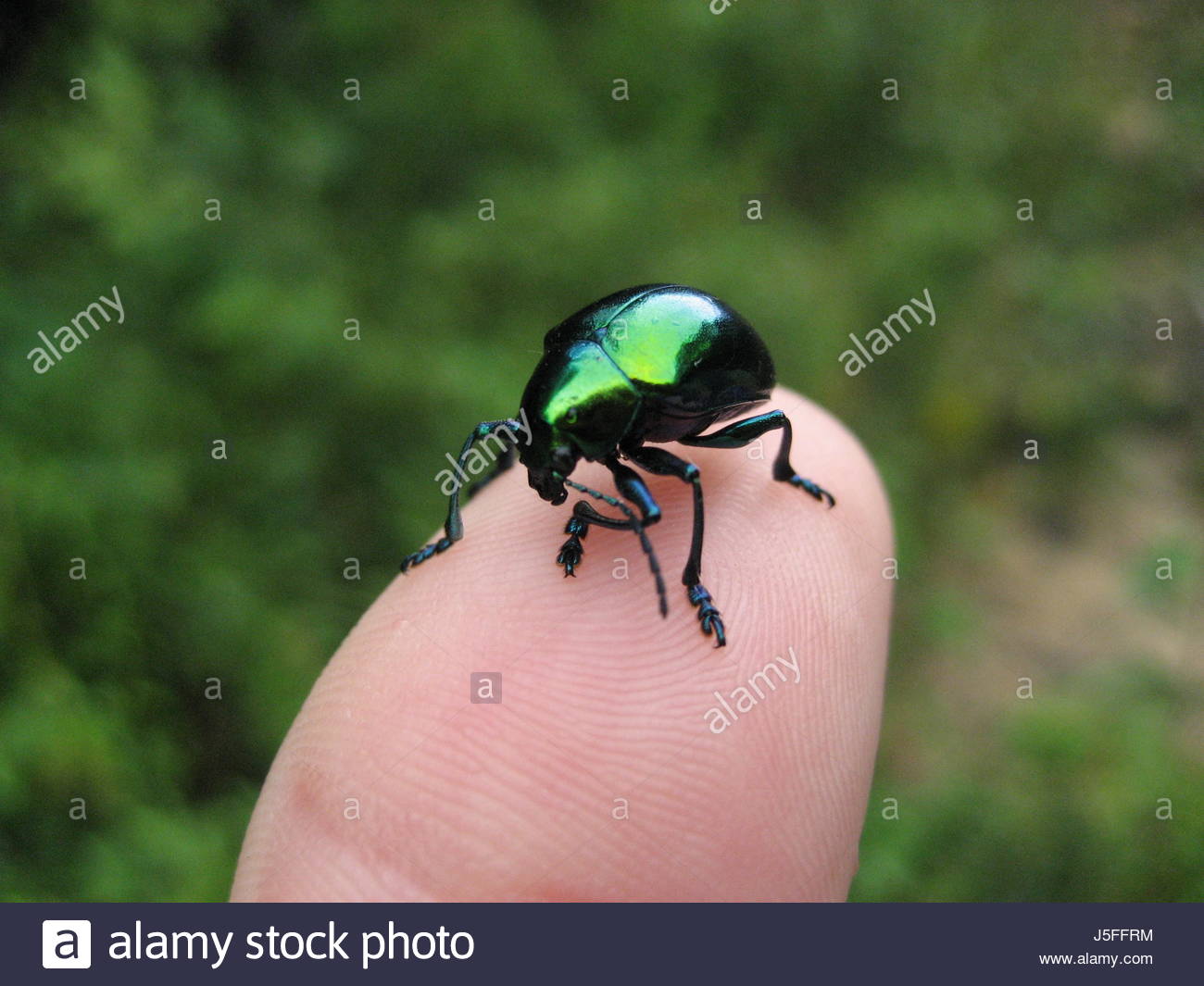 Insetos Stock Photos & Insetos Stock Images - Alamy