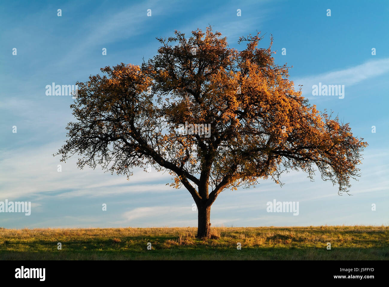 apple tree in autumn Stock Photo - Alamy