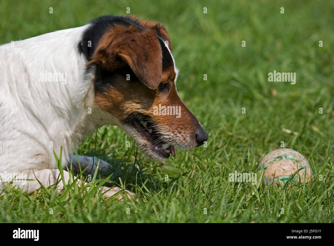 Benny the ball hi-res stock photography and images - Alamy
