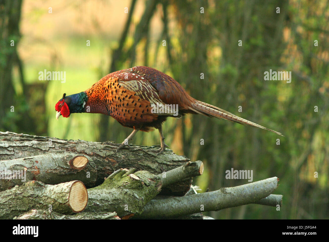 Curious pheasant hi-res stock photography and images - Alamy