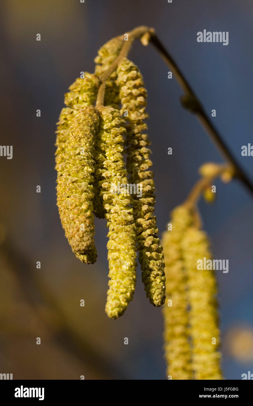 Hazel hedge garden hi-res stock photography and images - Alamy