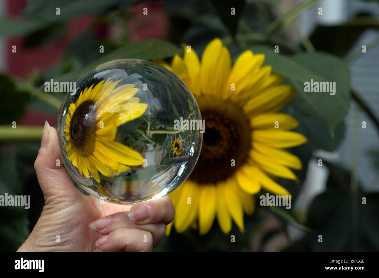 sunflower in glass ball Stock Photo - Alamy