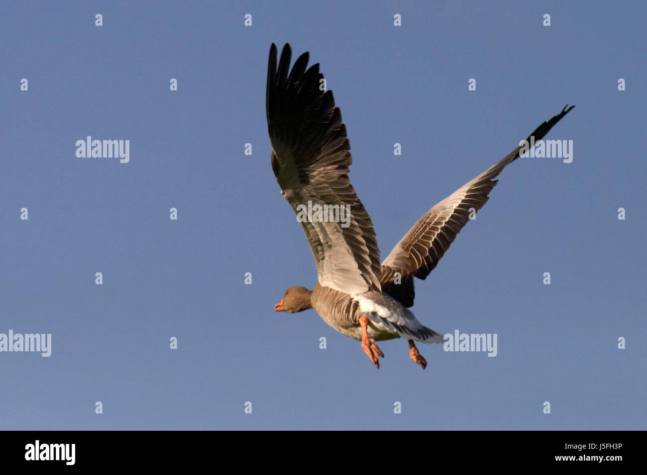 goose in flight - rear view Stock Photo - Alamy