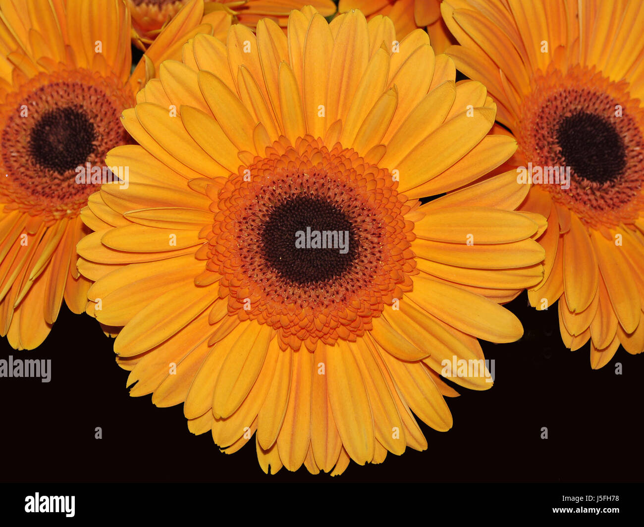 orange shine shines bright lucent light serene luminous beautiful ...