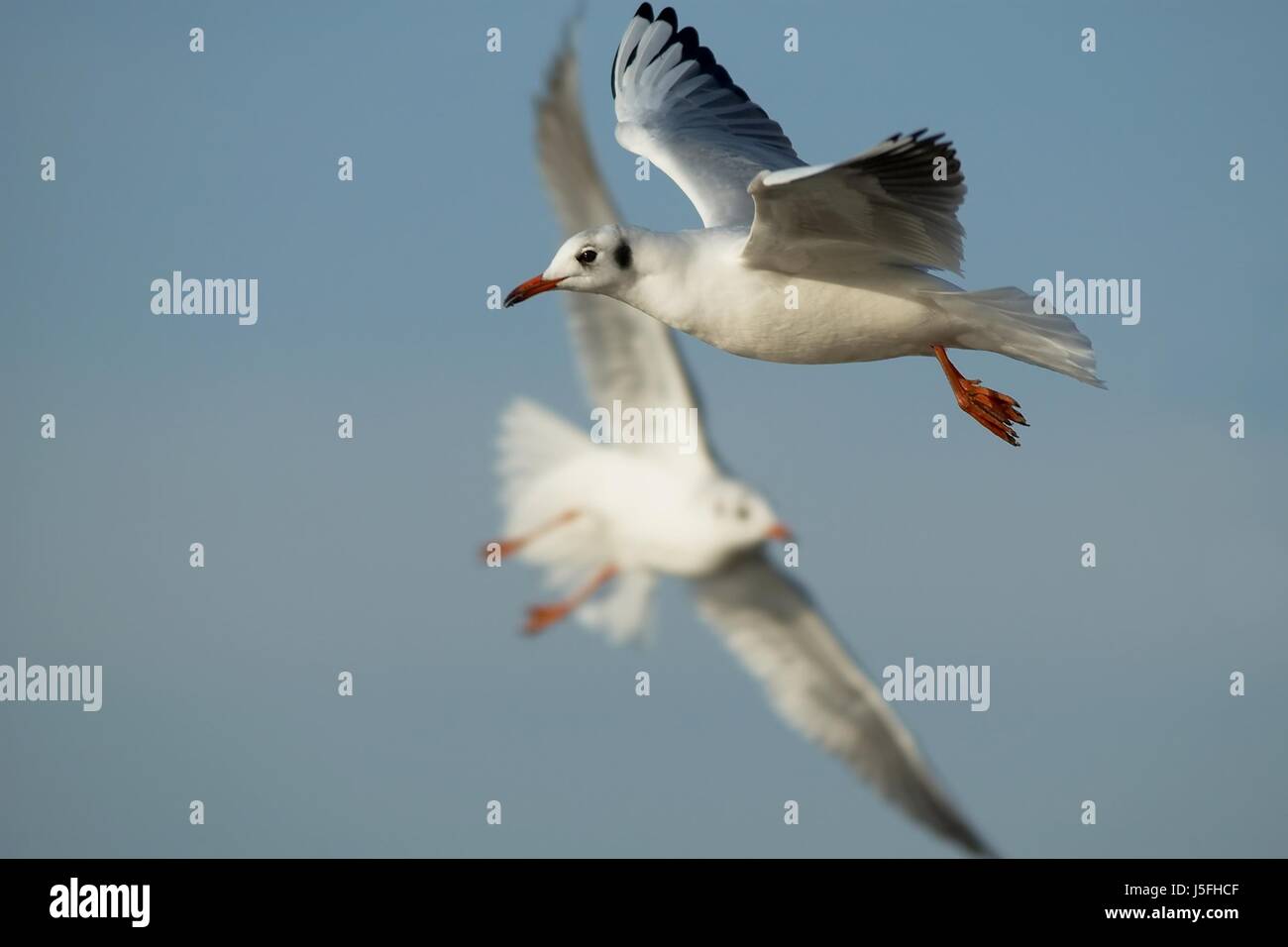 blue flight wing lateral beak tele feathering open beaks pale bright ...