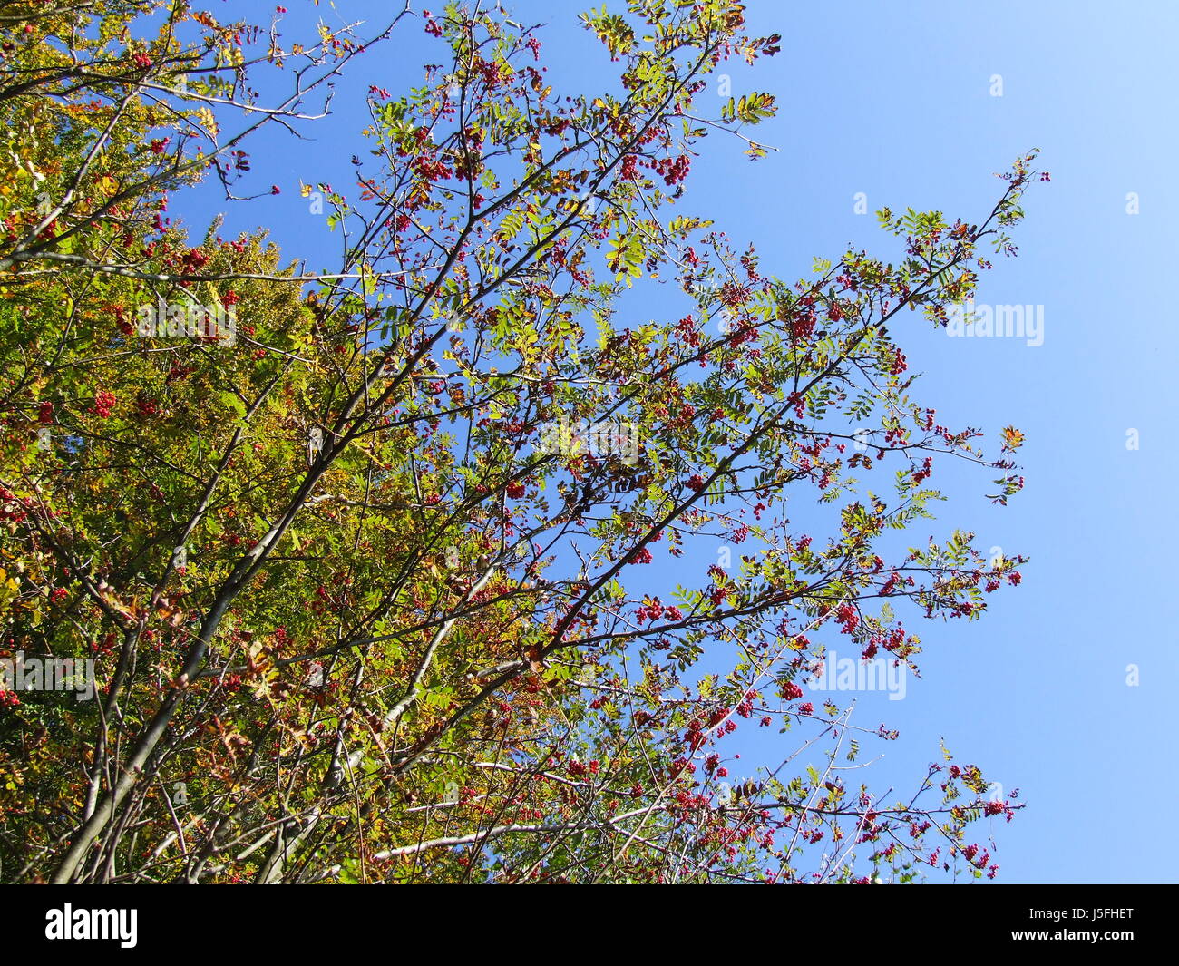 blue leaf tree green deciduous tree fruit branch berry season head of a tree Stock Photo - Alamy