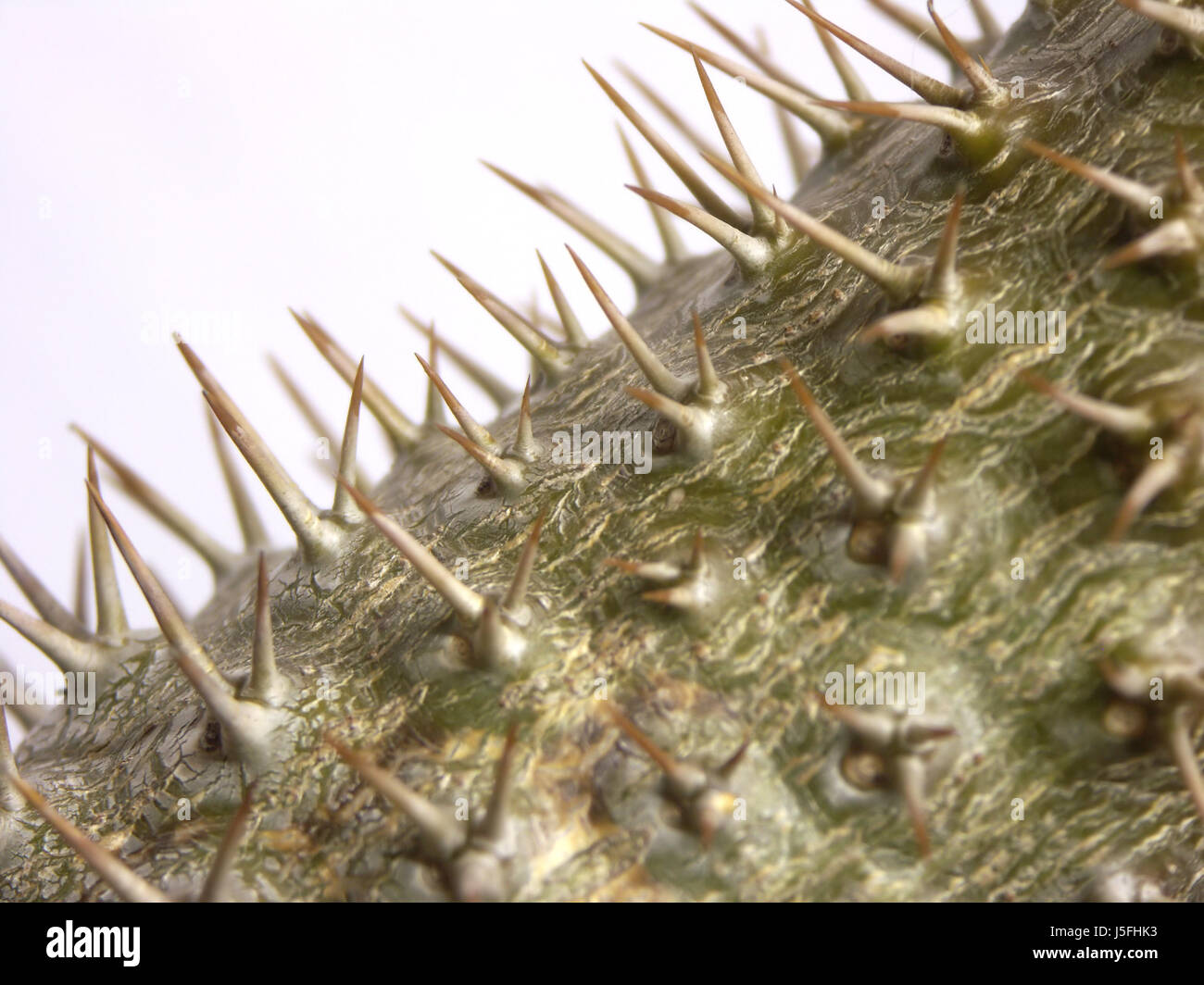 green thorns pillar palm tree decorative plant cactus sting crown wart ...