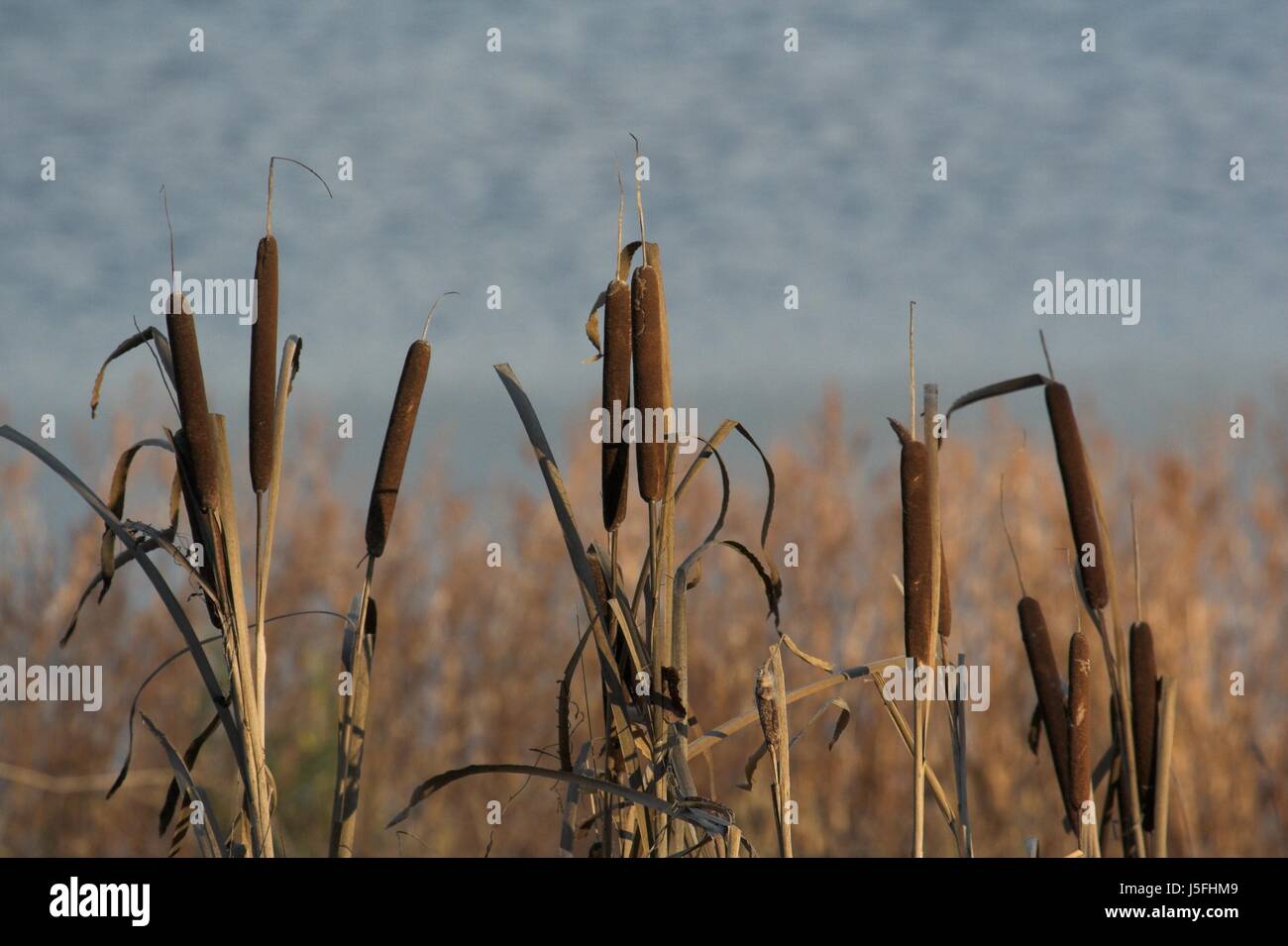 waters reed nature-sanctuary lakeside fresh water lake inland water ...