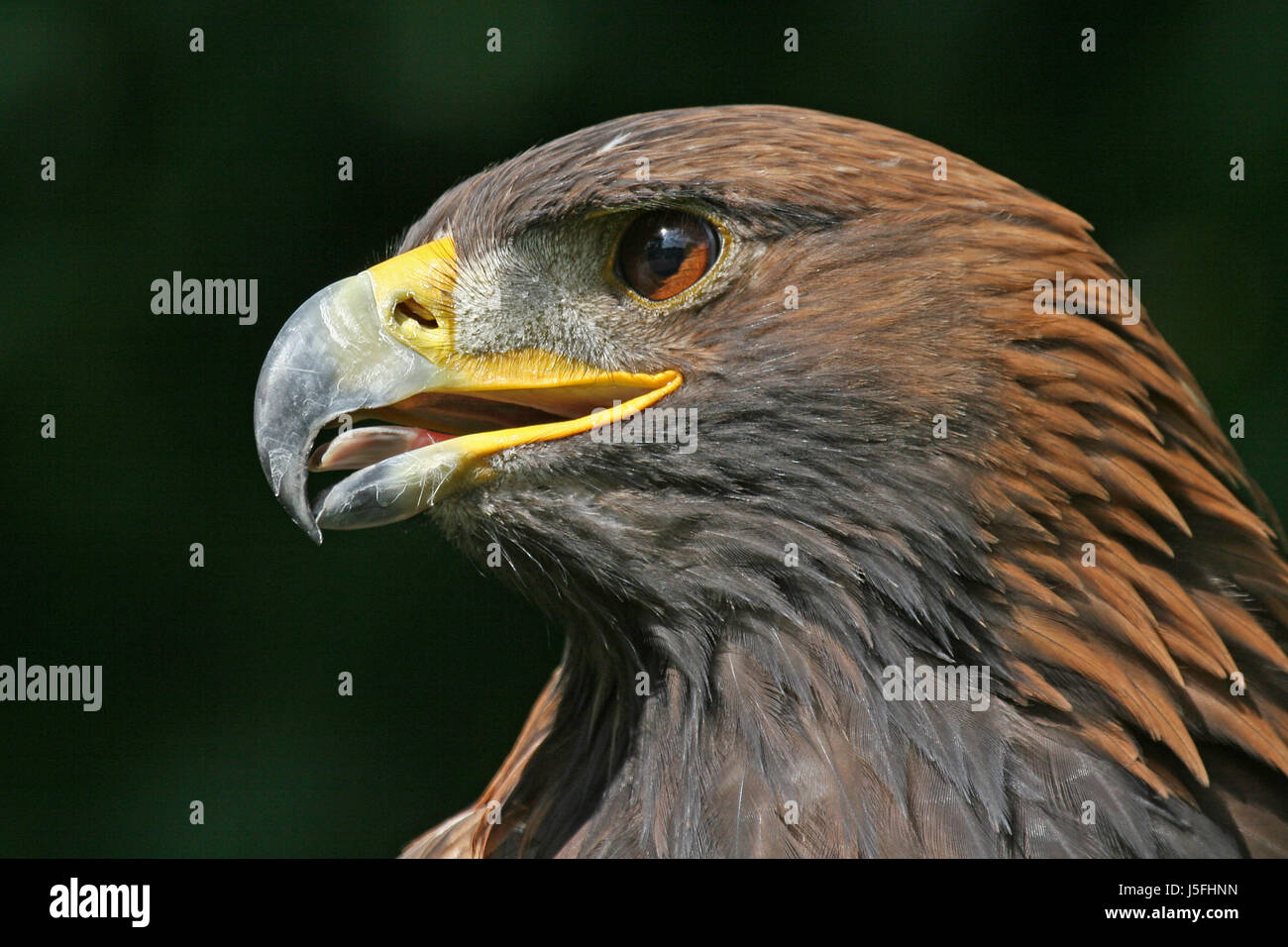 tongue birds of prey raptor look glancing see view looking peeking ...