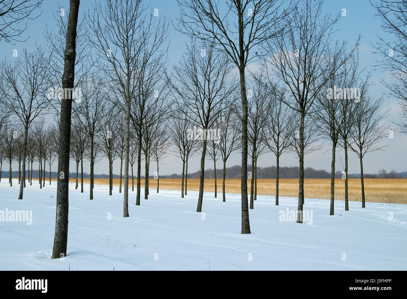 leaf tree trees plant winter cold leaves deciduous tree deciduous trees ...