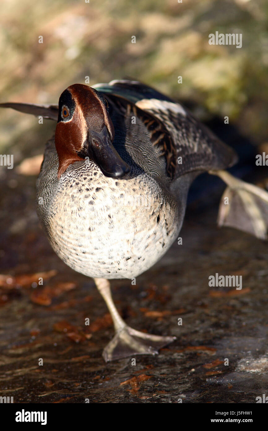 beautiful beauteously nice bird alps austrians birds europe wing look ...