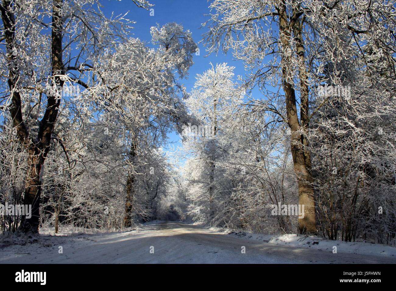 blue tree trees winter bushes ice resin sunshine winter landscape ...
