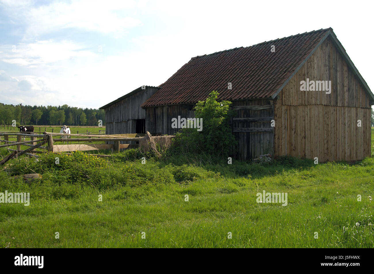 barn with cows Stock Photo - Alamy