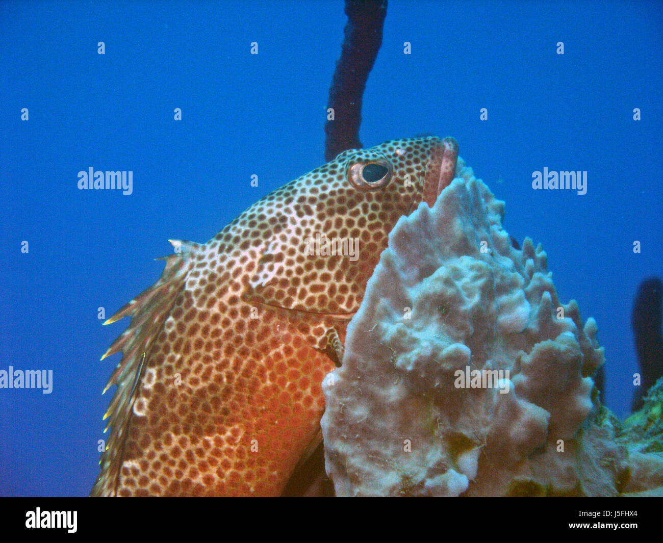 Harsh fish underwater fish pisces hi-res stock photography and images ...