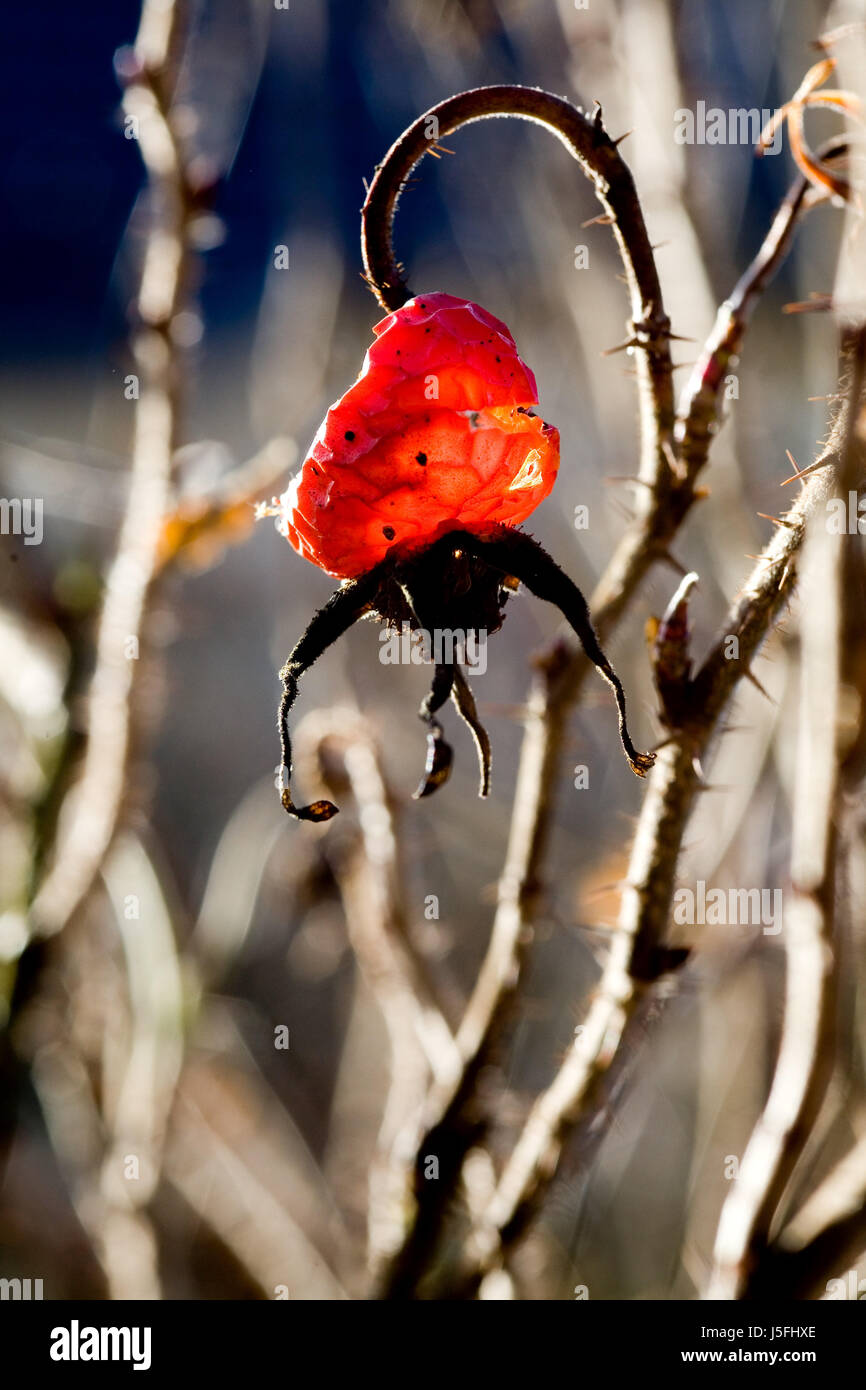Fruit of roses hi-res stock photography and images - Alamy
