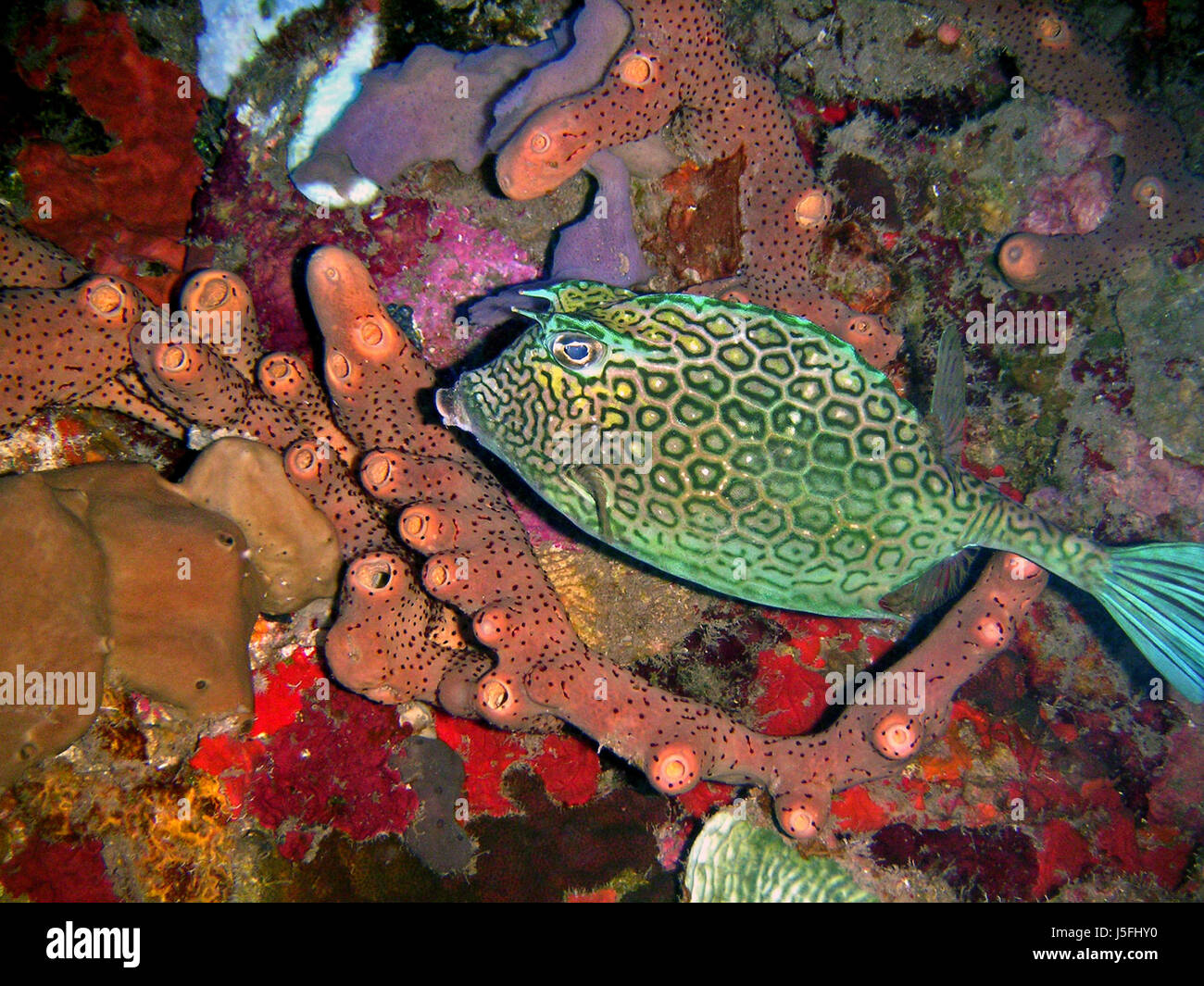 Honeycombs beach hi-res stock photography and images - Alamy