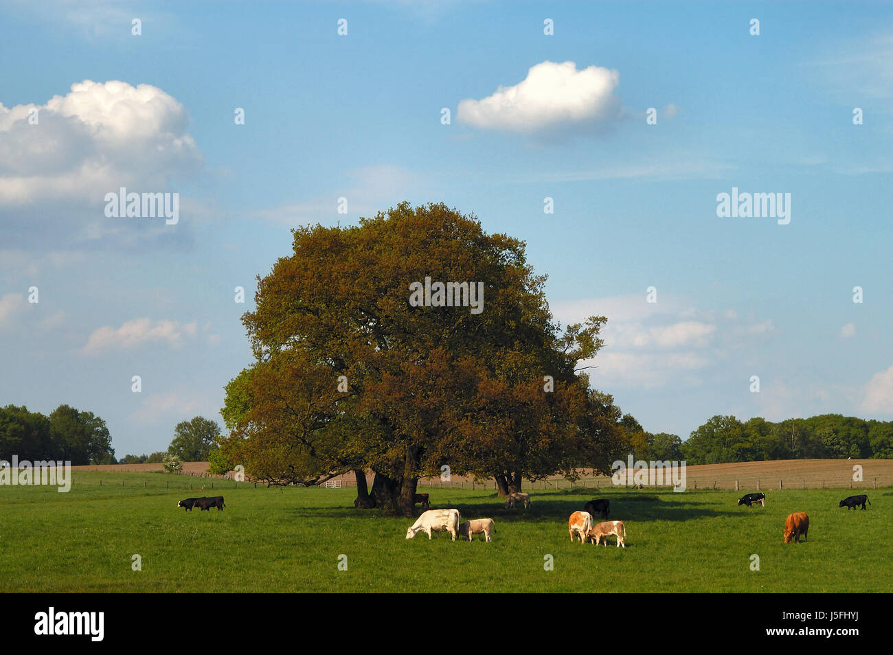 Rural animal shapes hi-res stock photography and images - Alamy