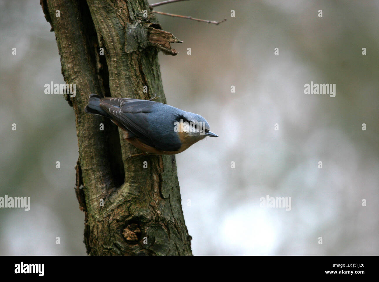 Climbing bird hi-res stock photography and images - Alamy