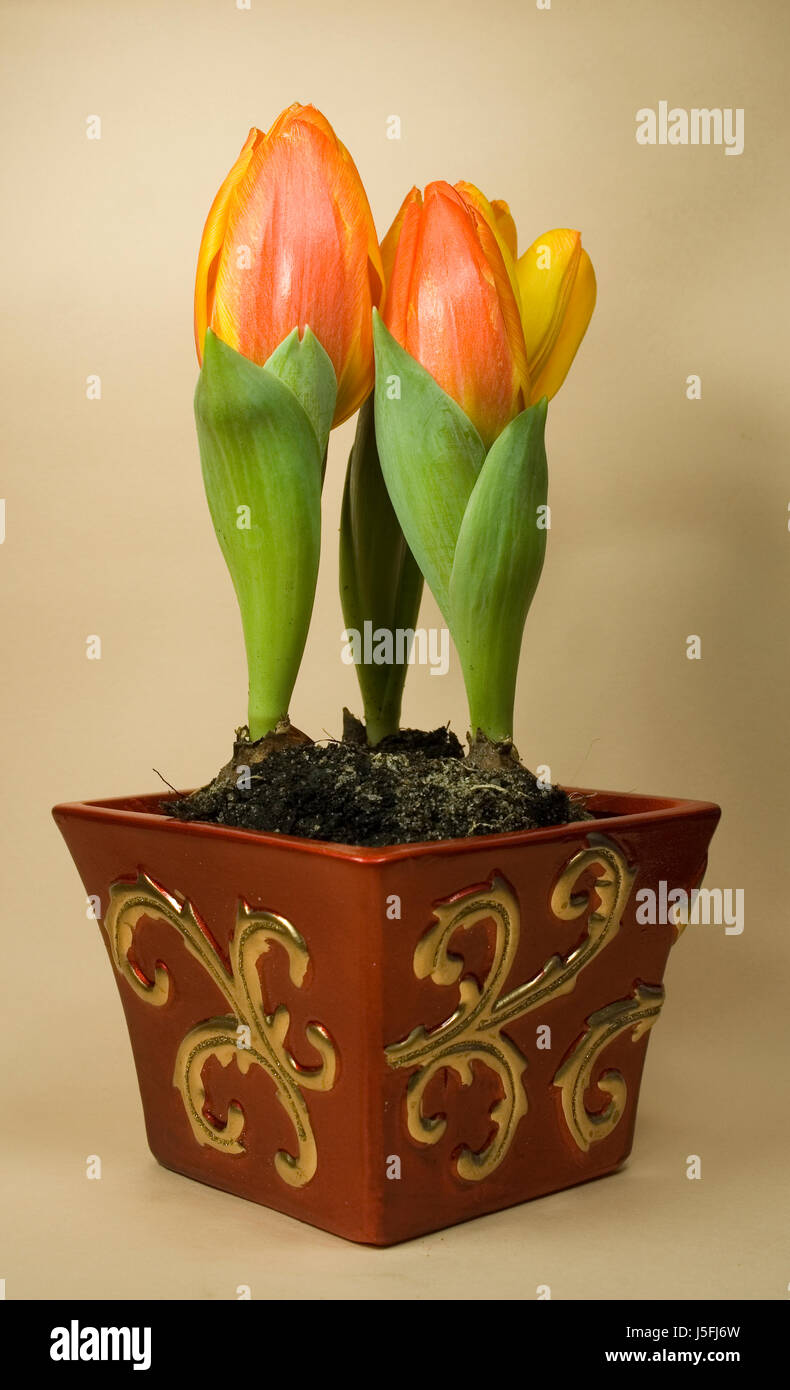 Spring signal hi-res stock photography and images - Alamy