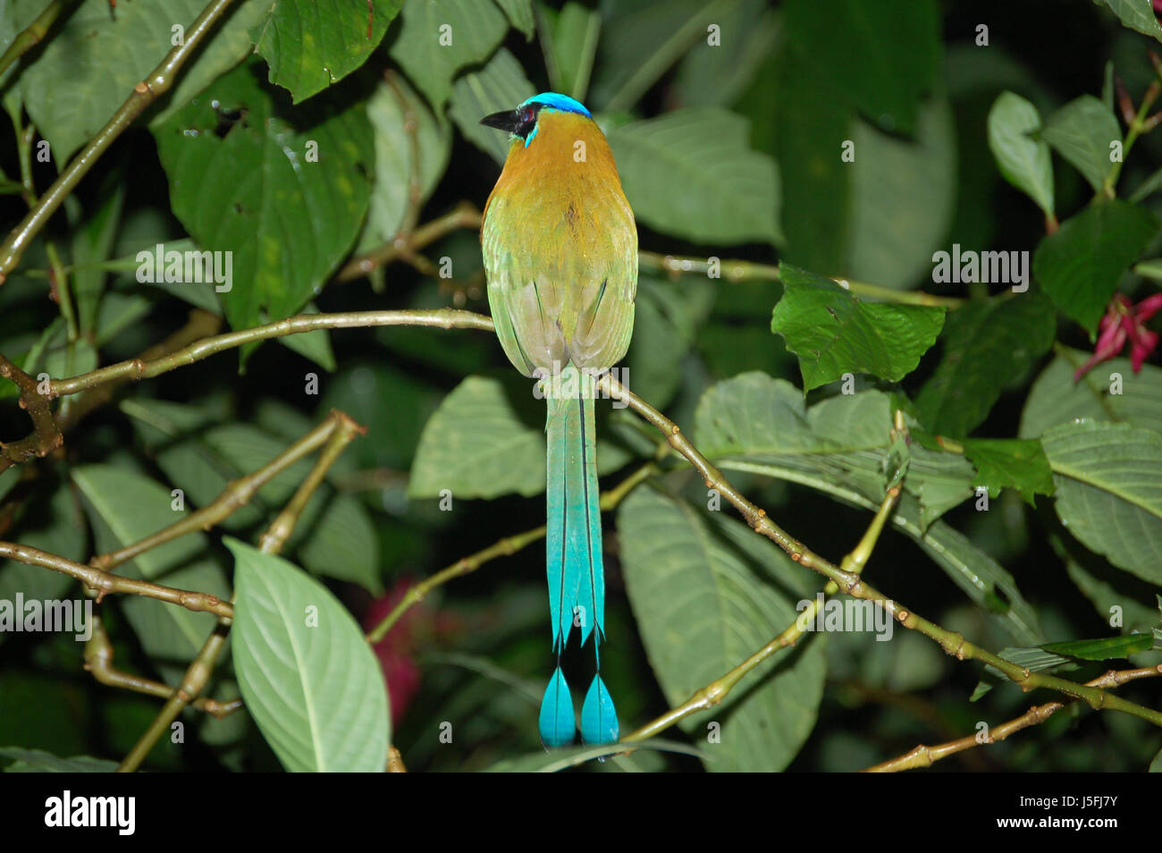 blue bird coloured colourful gorgeous multifarious richly coloured ...