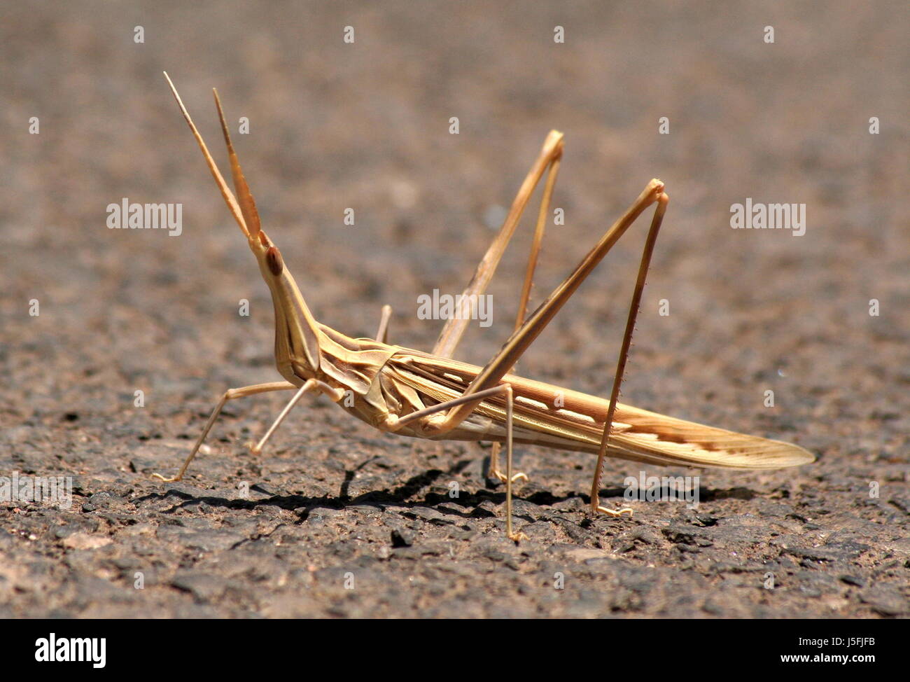 brown brownish brunette field grasshopper locusts grasshoppers usually ...