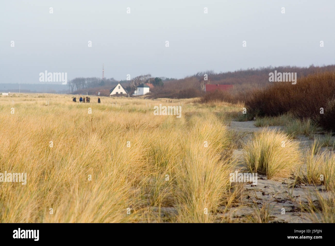 reed grasses water baltic sea salt water sea ocean coast dune coast ...
