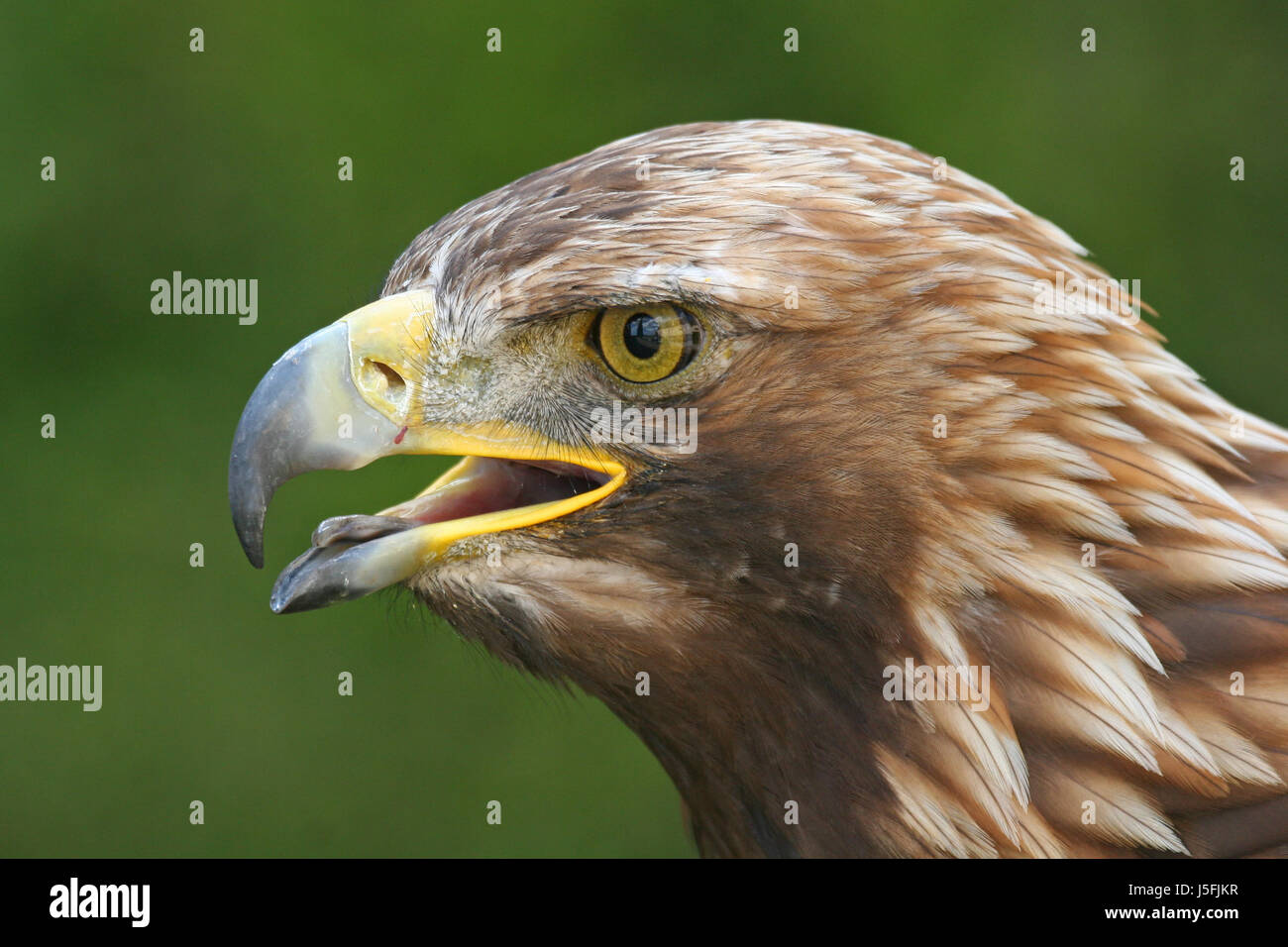 bird tongue alps austrians birds raptor birds of prey feathers beak ...