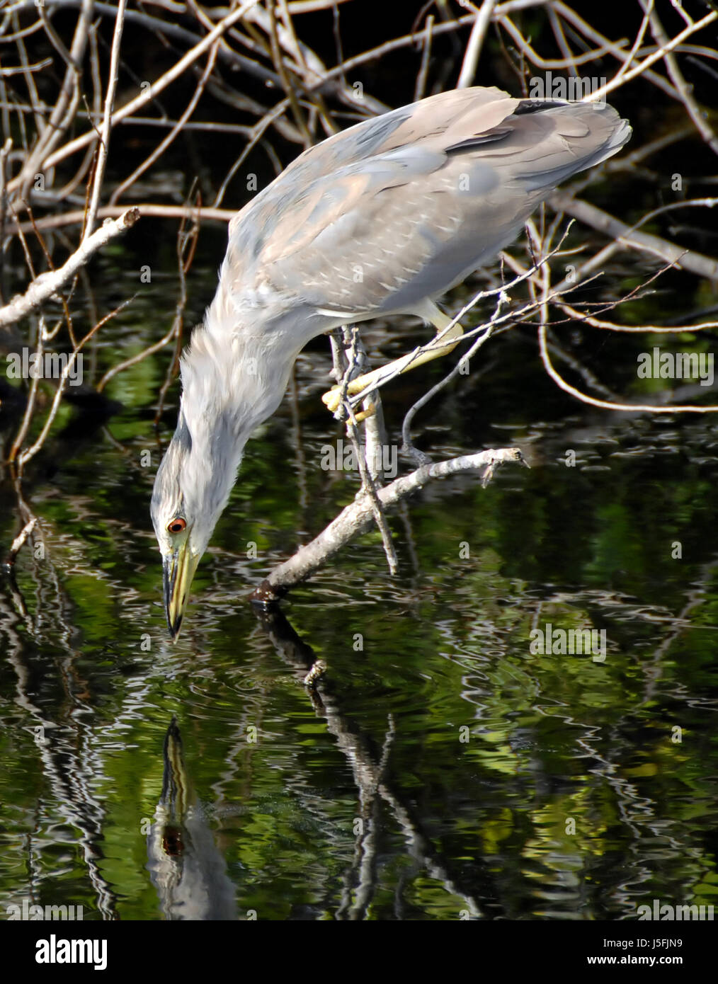 bird swamp fish birds mirroring angle concentration to gorge engulf ...