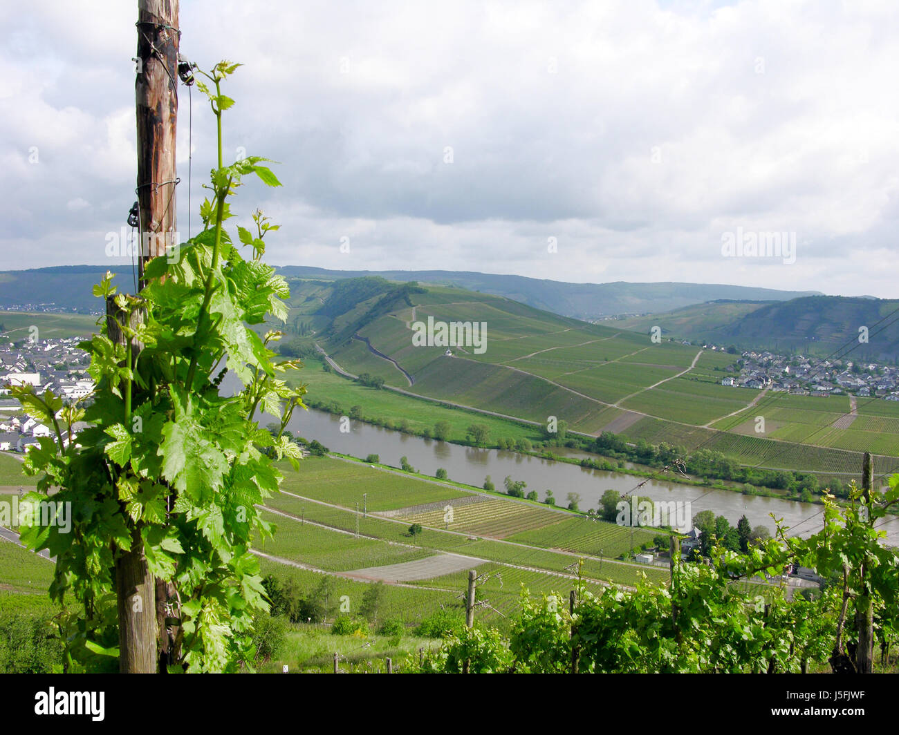 vineyards summer summerly vintage mosel common grape vines vine grape ...