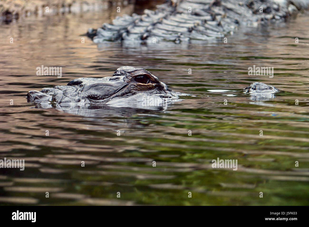 mouth teeth crocodile hunter predator to gorge engulf devour alligator ...