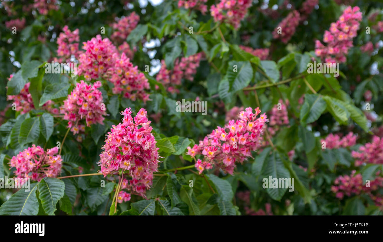 Chestnut tree in bloom Stock Photo - Alamy