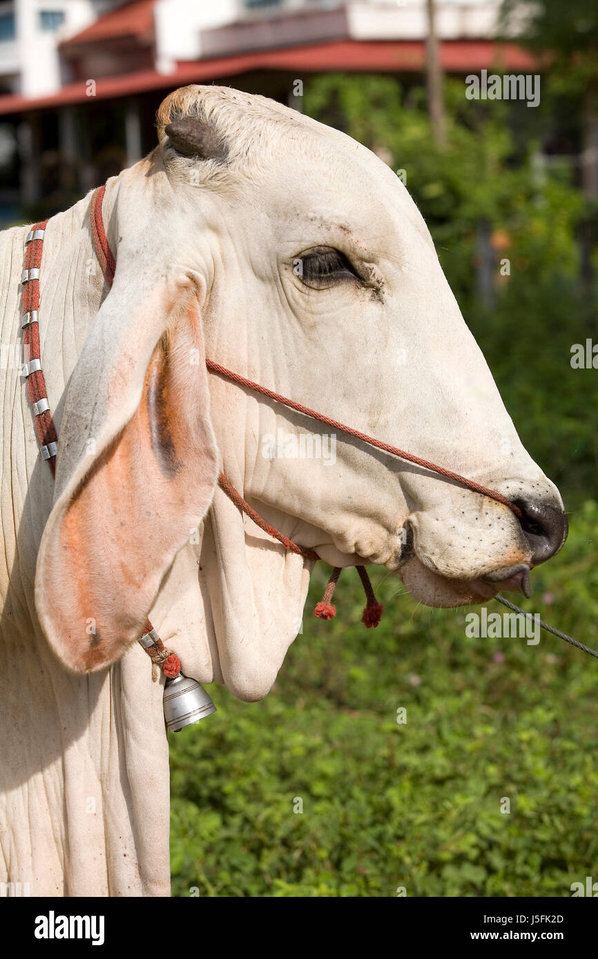 animal mammal skin quadruped ears nose cow livestock bovine side view ...