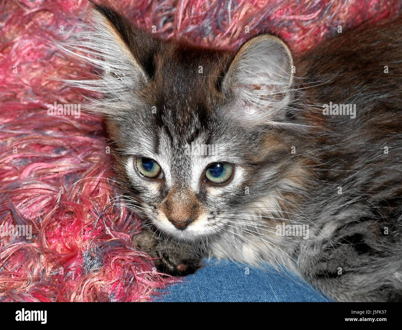 eyes hairs cats skin cat baby kitten cement young younger cat ...