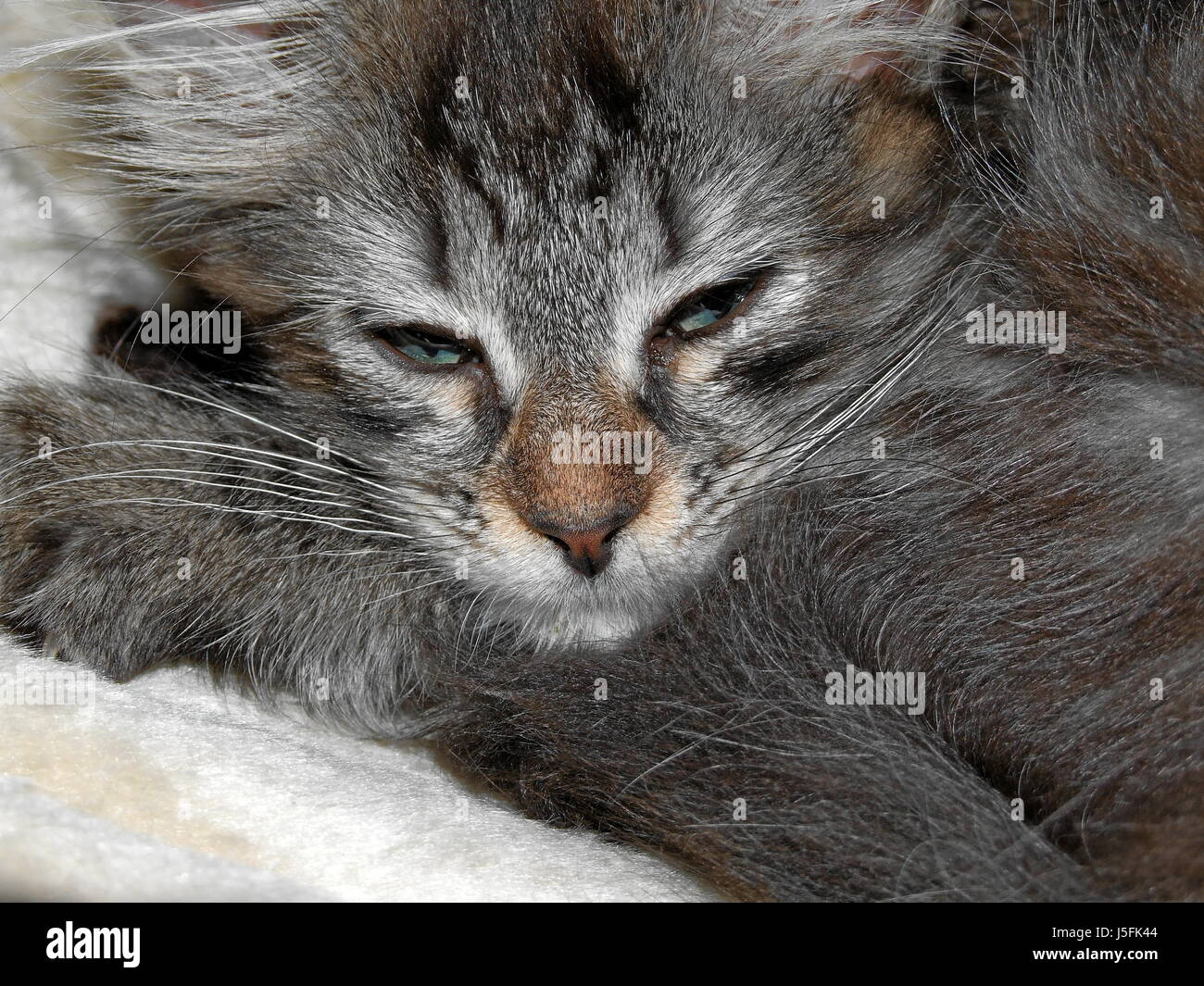 eyes hairs cats skin offspring cat baby kitten cement young younger cat ...