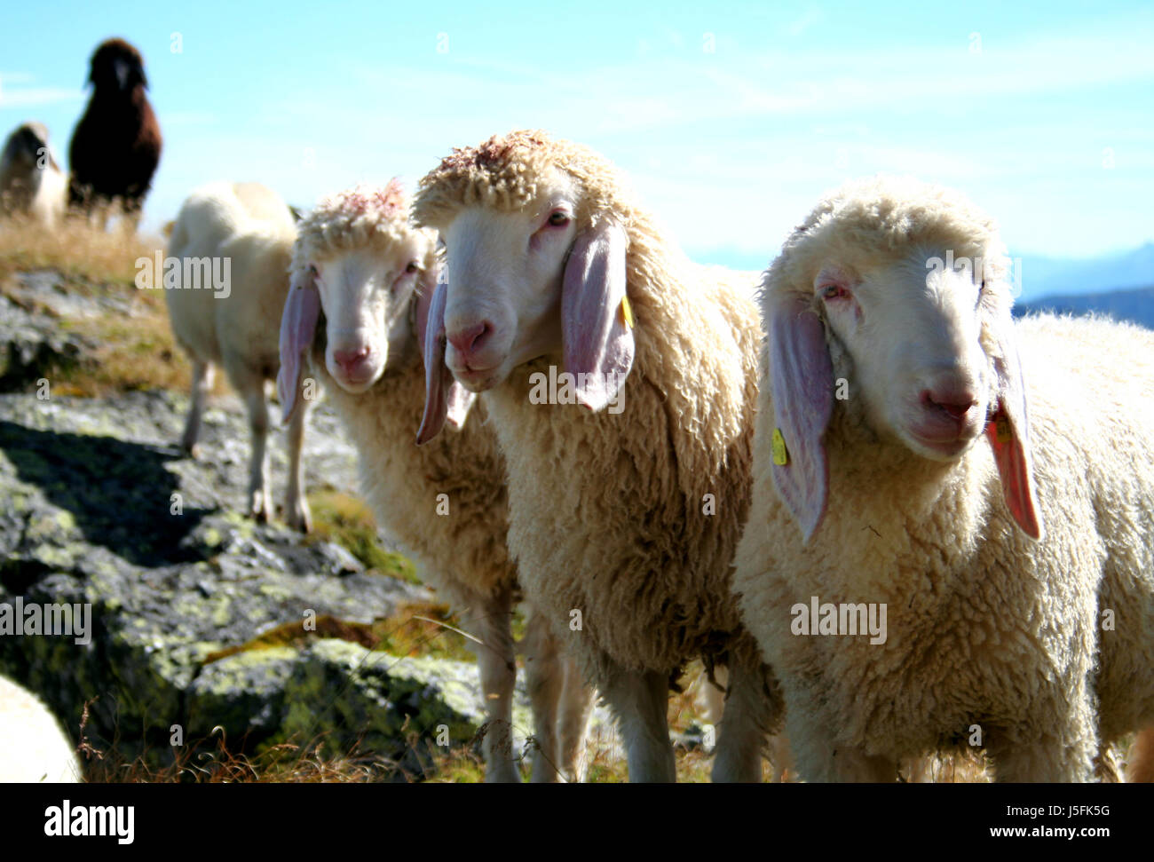Sheep with deep shadows hi-res stock photography and images - Alamy