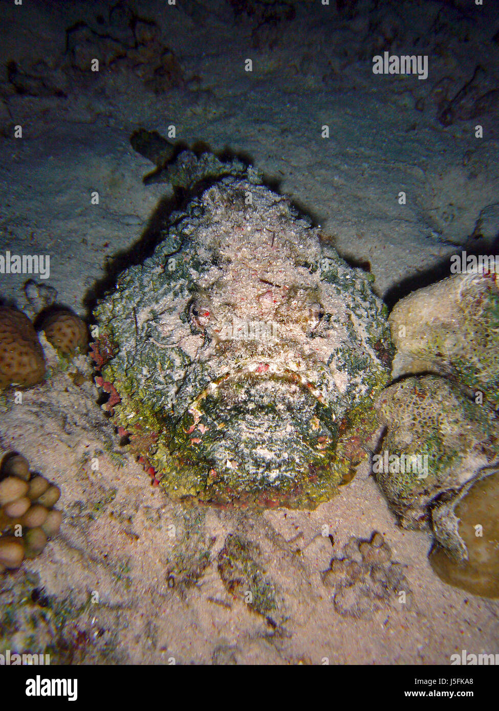wait waiting danger ground soil earth humus hunter fish underwater salt ...