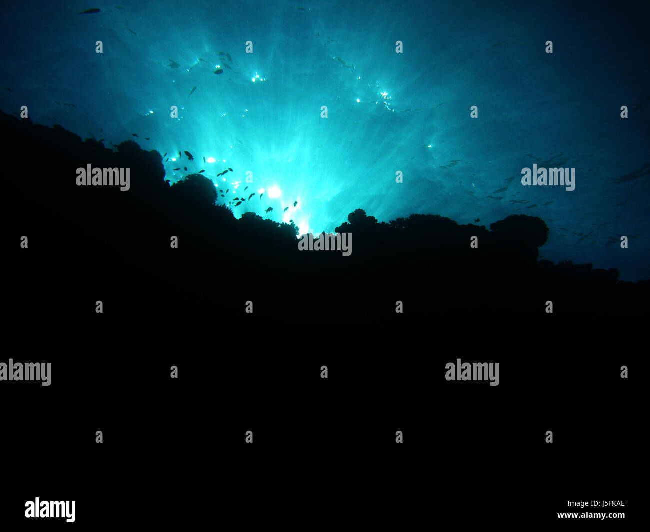 shine shines bright lucent light serene luminous fish underwater ...