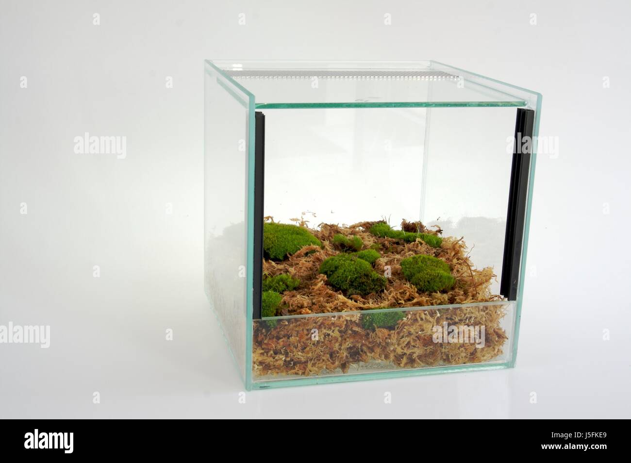 brown brownish brunette terrarium moss graphic conspicuous pictographic ...