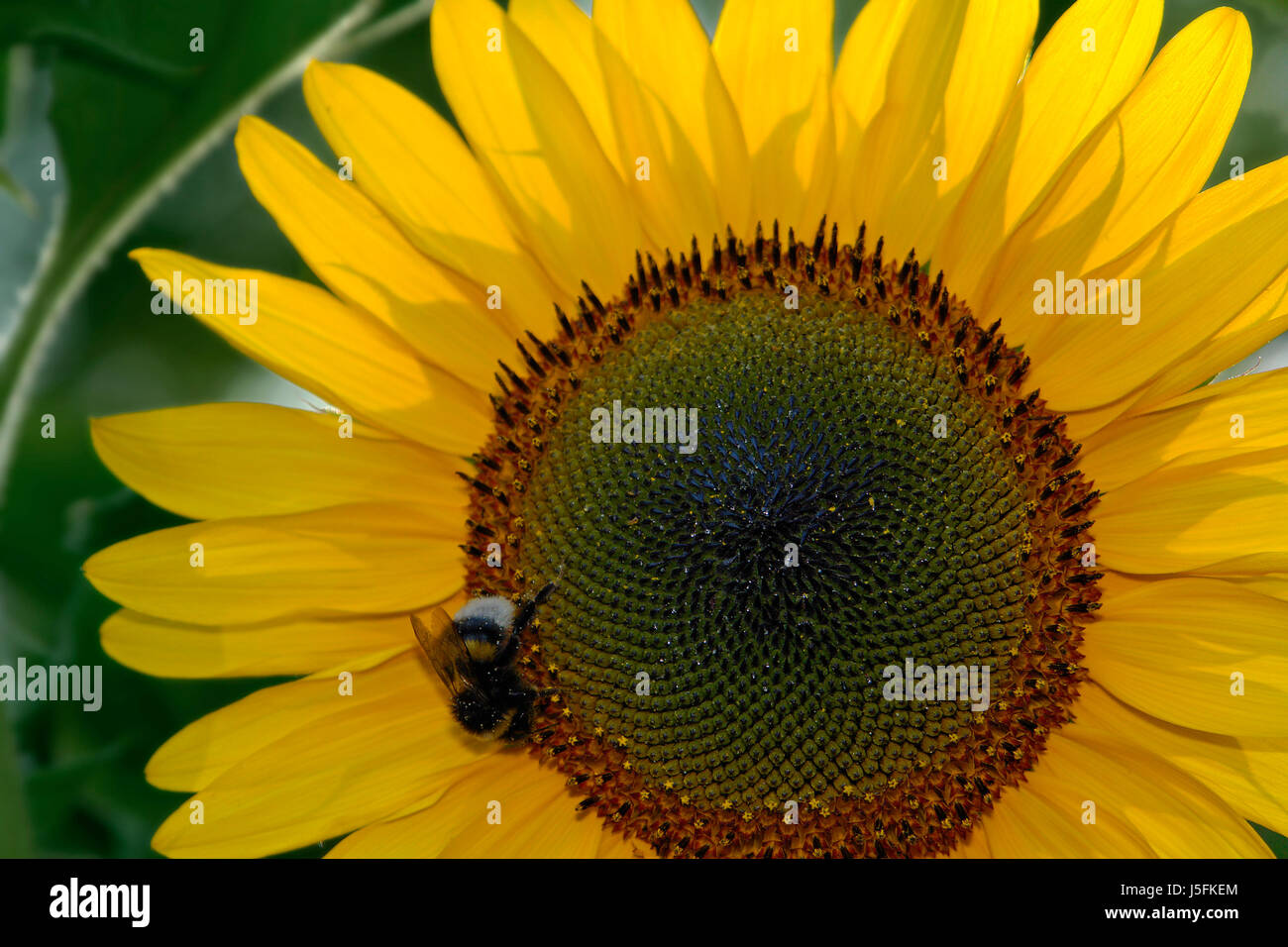 garden flower plant bumblebee bloom blossom flourish flourishing ...