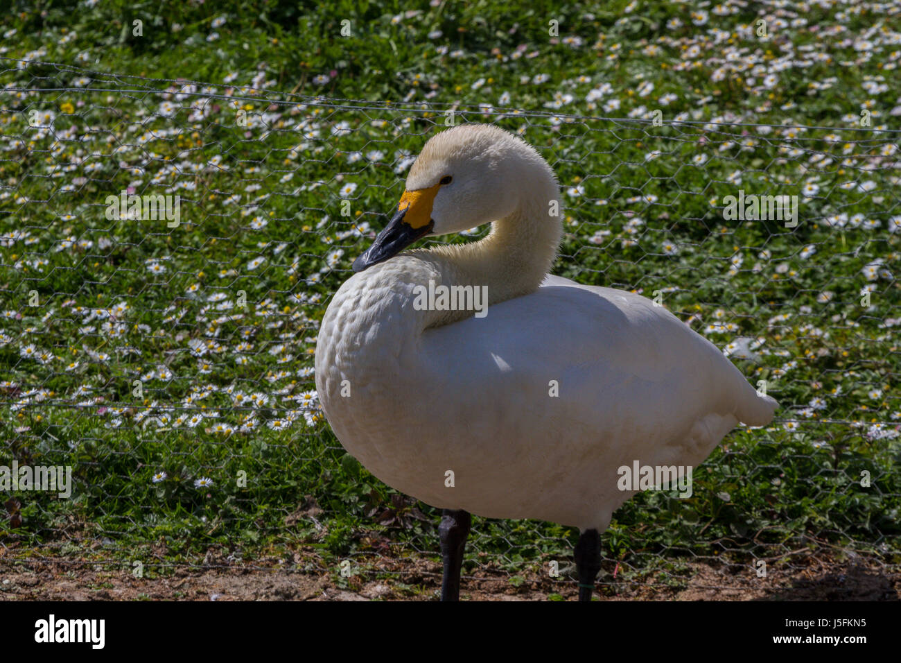 Bewick Swan at Slimbridge Stock Photo - Alamy