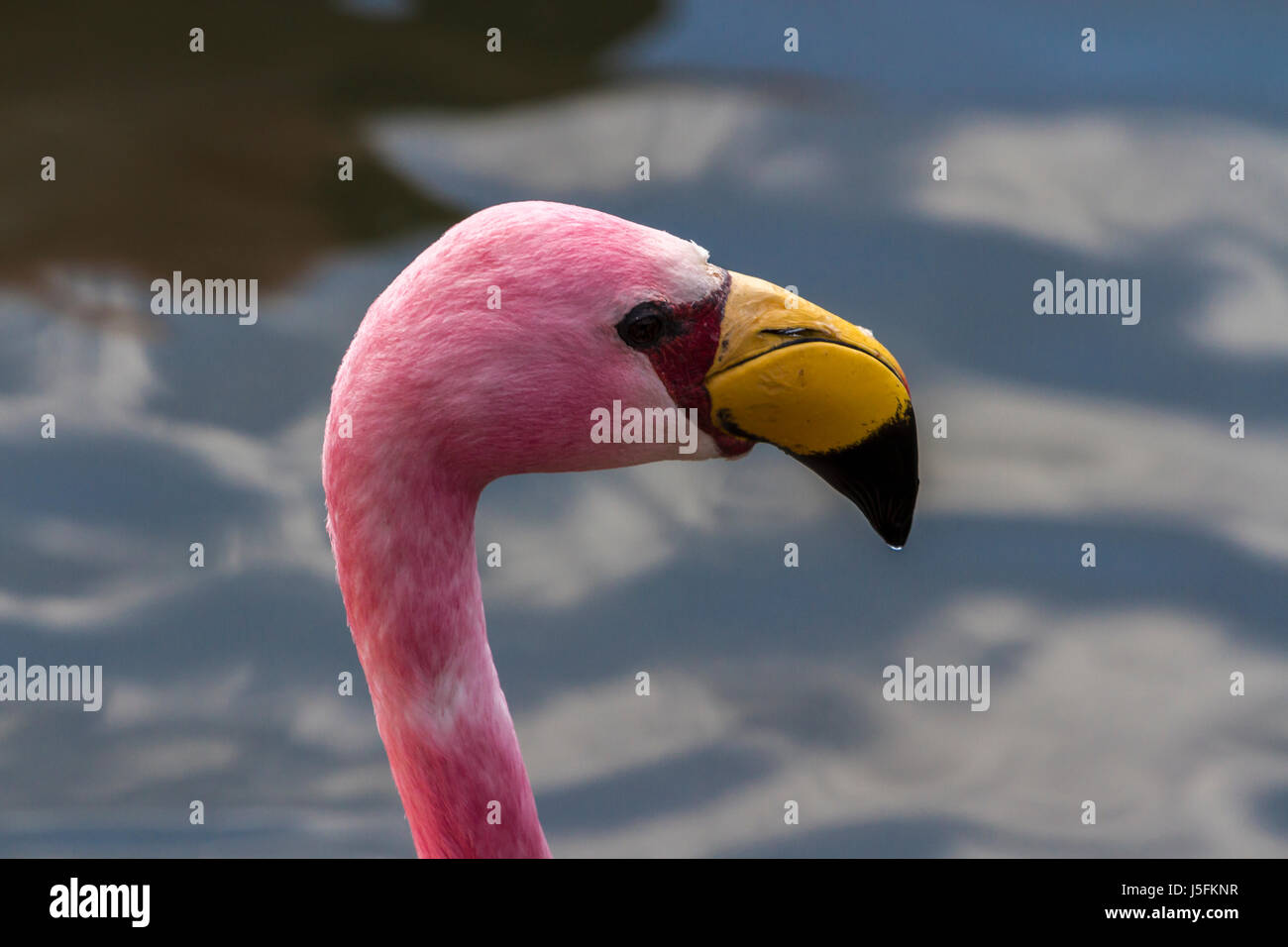 Jame's Flamingo at Slimbridge Stock Photo - Alamy