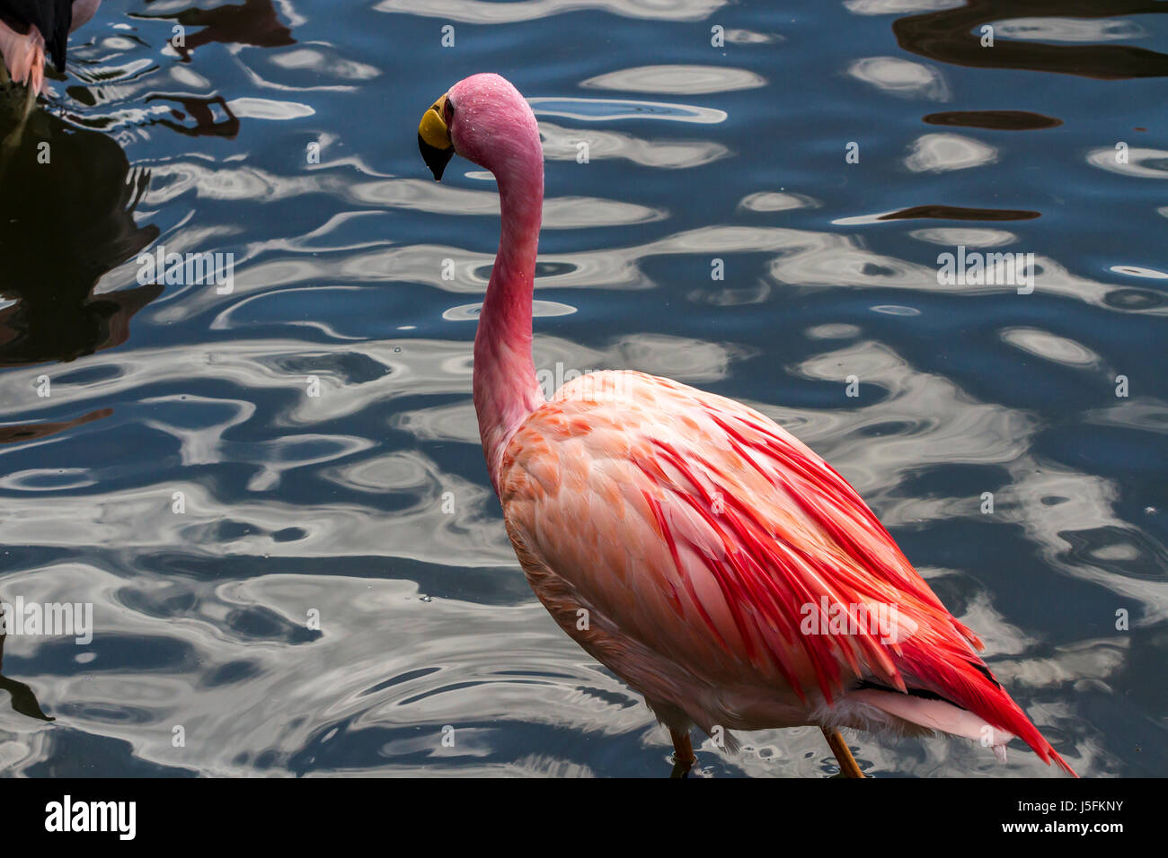 Jame's Flamingo at Slimbridge Stock Photo - Alamy
