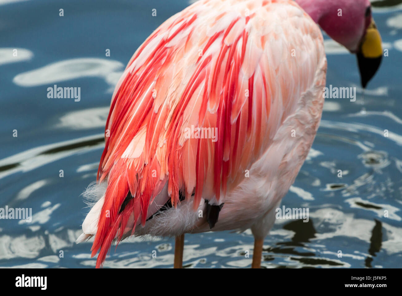 Jame's Flamingo at Slimbridge Stock Photo - Alamy