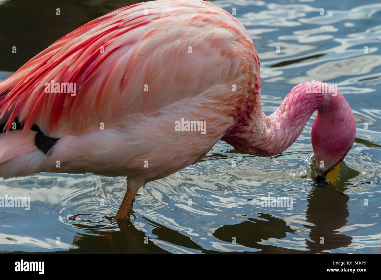 Jame's Flamingo at Slimbridge Stock Photo - Alamy